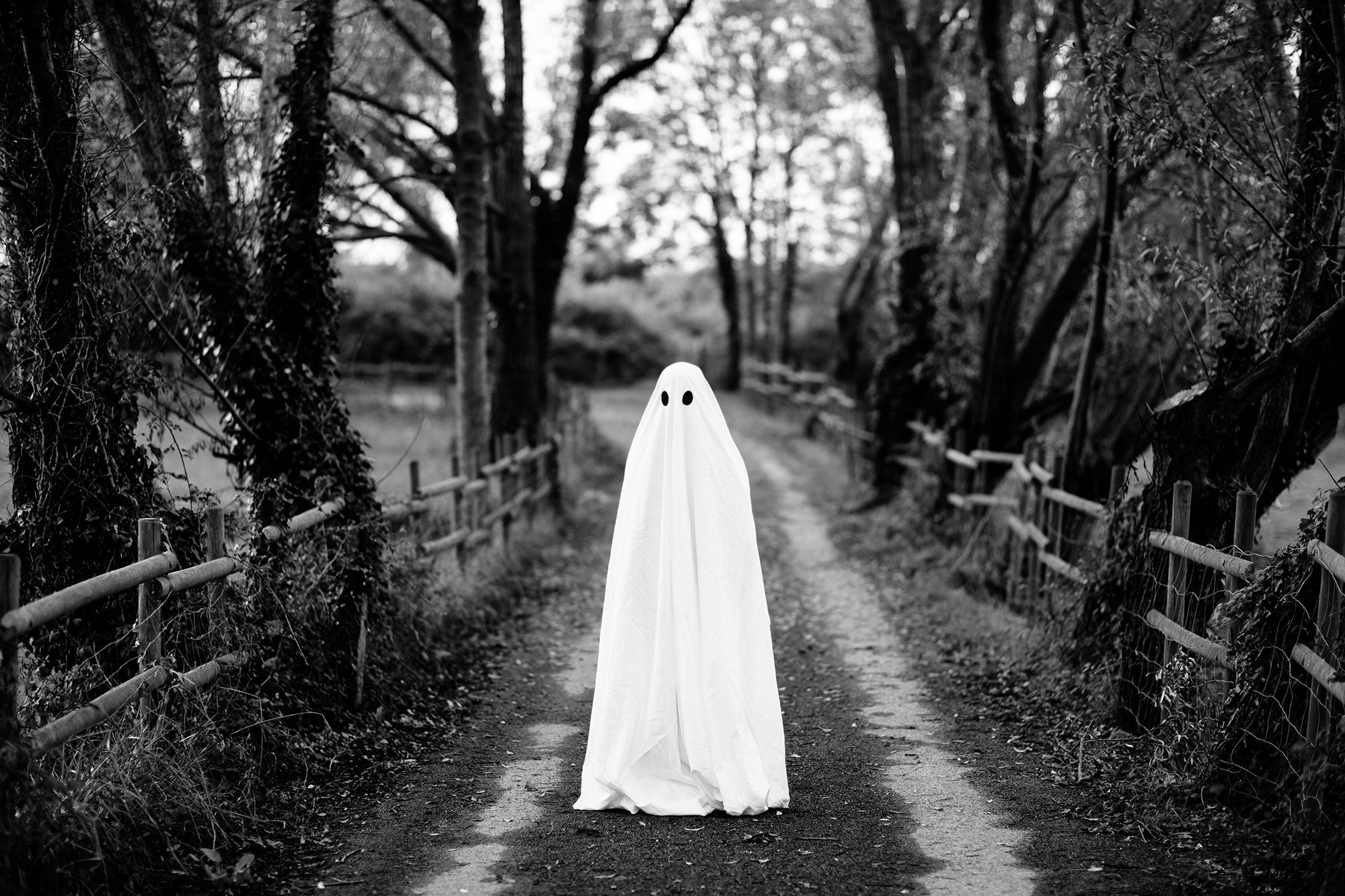 SEO Horror Story — Ghost Metrics | Straight North